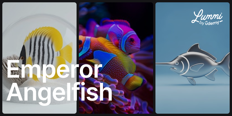 Emperor Angelfish Images — Free HD Download on Lummi