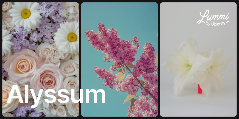 Alyssum Images — Free HD Download on Lummi