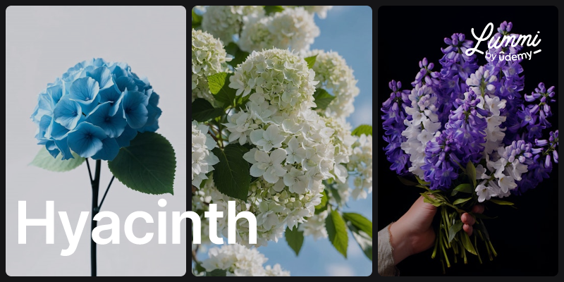 Hyacinth Images — Free HD Download on Lummi