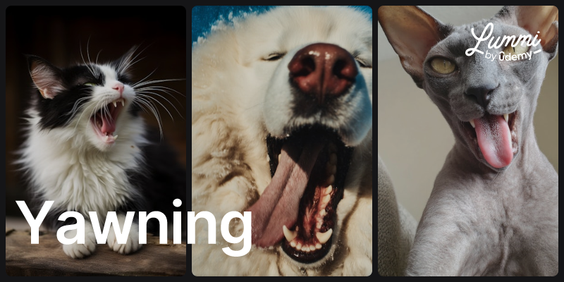 Yawning Images — Free HD Download on Lummi