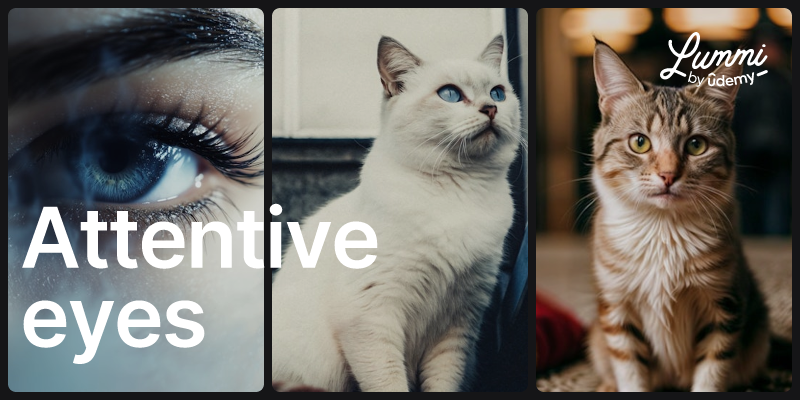 Attentive-eyes Images — Free HD Download on Lummi
