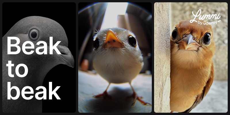 Beak-to-beak Images — Free HD Download on Lummi