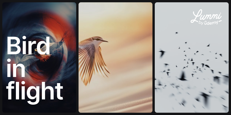 Bird-in-flight Images — Free HD Download on Lummi