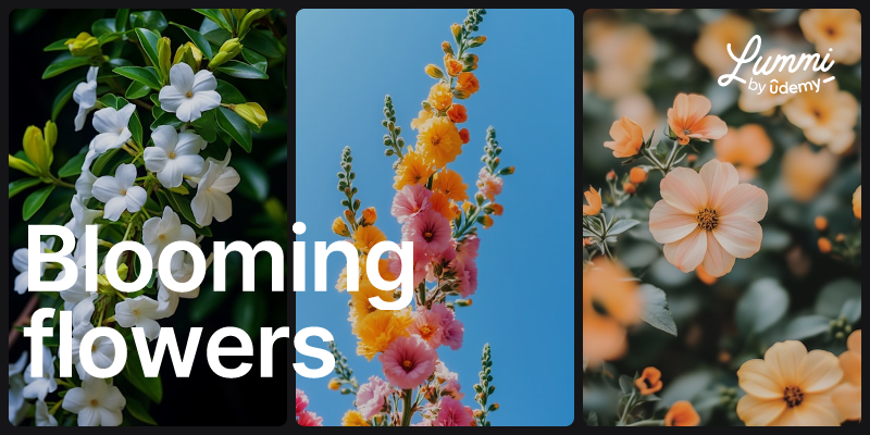 Blooming Flowers Images — Free HD Download on Lummi