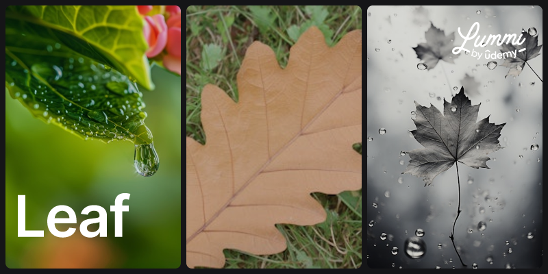 Leaf Images — Free HD Download on Lummi
