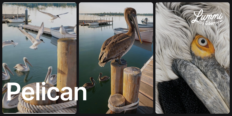 Pelican Images — Free HD Download on Lummi