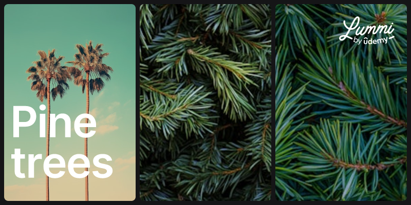 Pine-trees Images — Free HD Download on Lummi