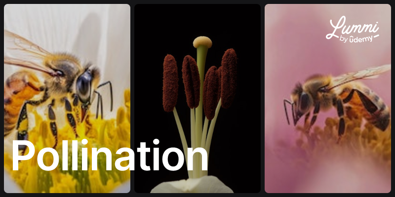 Pollination Images — Free HD Download on Lummi