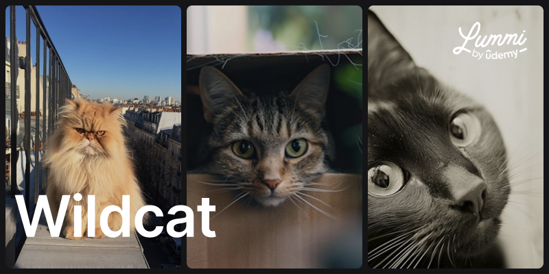 Wildcat Images — Free HD Download on Lummi