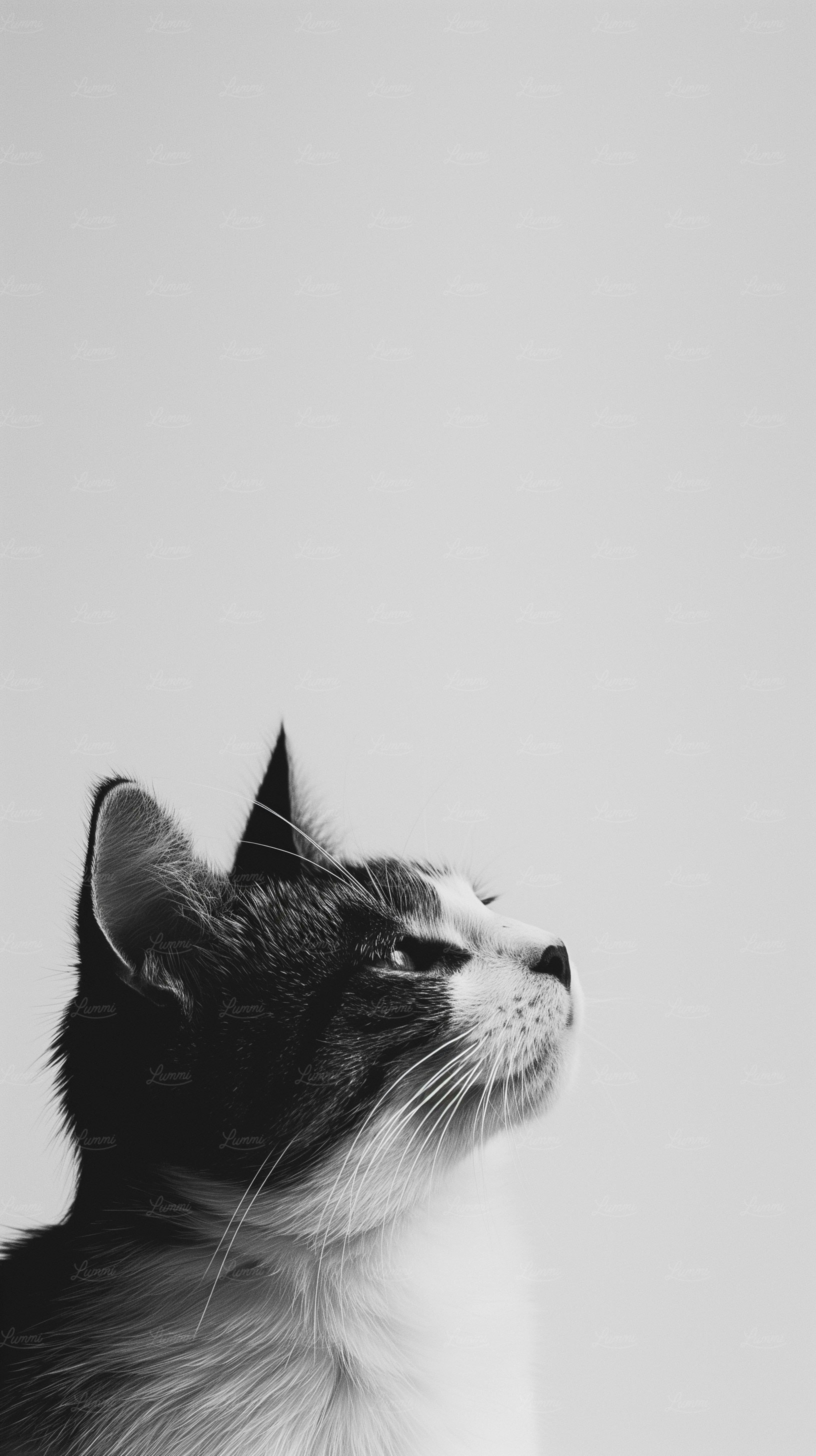 High-Contrast Black and White Portrait of a Bicolor Cat Photo on Lummi